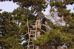 Hunting Season: Staying Safe in Your Tree Stand - Mayo Clinic News Network