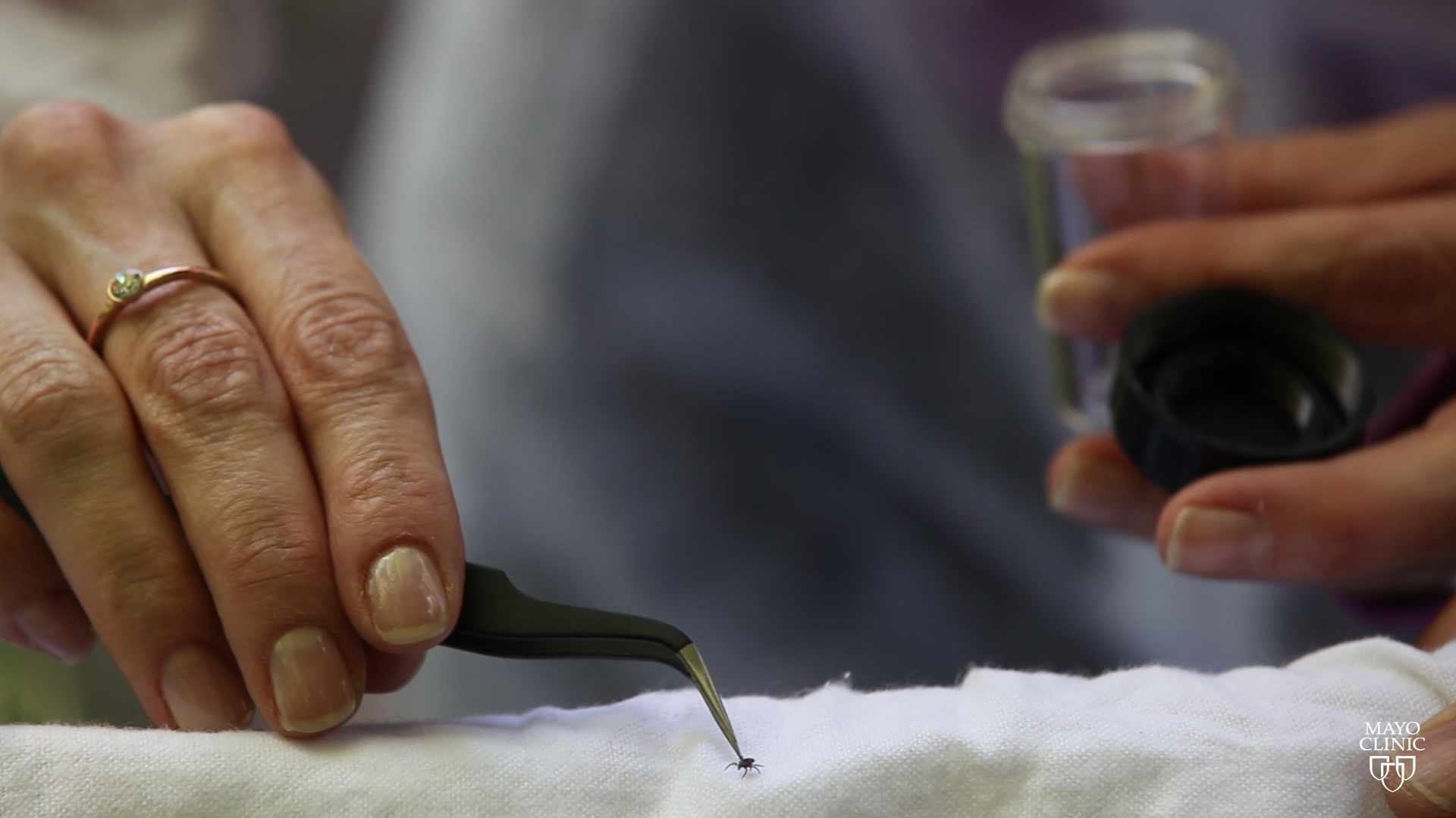 Mayo Clinic Minute: On the Trail With Tick Researchers - Mayo Clinic ...