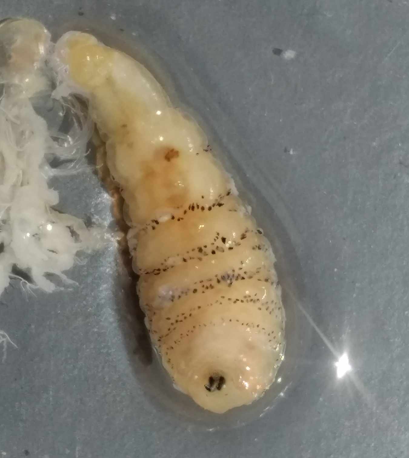 Parasite Wonders: The souvenir from Costa Rica - Mayo Clinic News Network