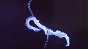 Pretty Parasites With Dr. Pritt, part 4: Love bugs - Mayo Clinic News ...
