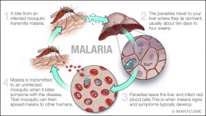 Malaria in the US: A Mayo Clinic expert offers insight, tips on prevention - Mayo Clinic News ...
