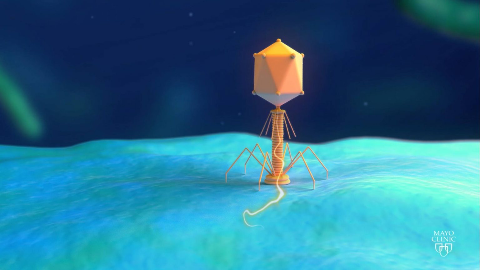 Phage therapy shows potential for treating prosthetic joint infections ...