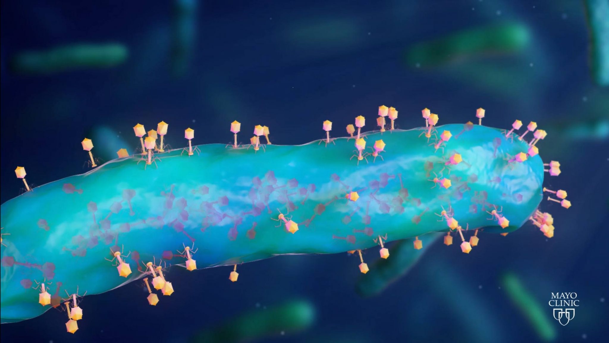 Phage therapy shows potential for treating prosthetic joint infections ...