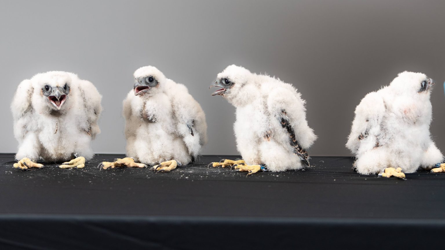 Mayo Clinic celebrates successful peregrine falcon banding - Mayo ...