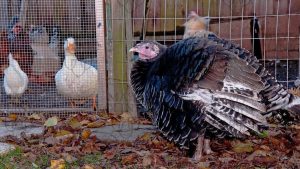 What you need to know about the avian influenza outbreak - Mayo Clinic ...