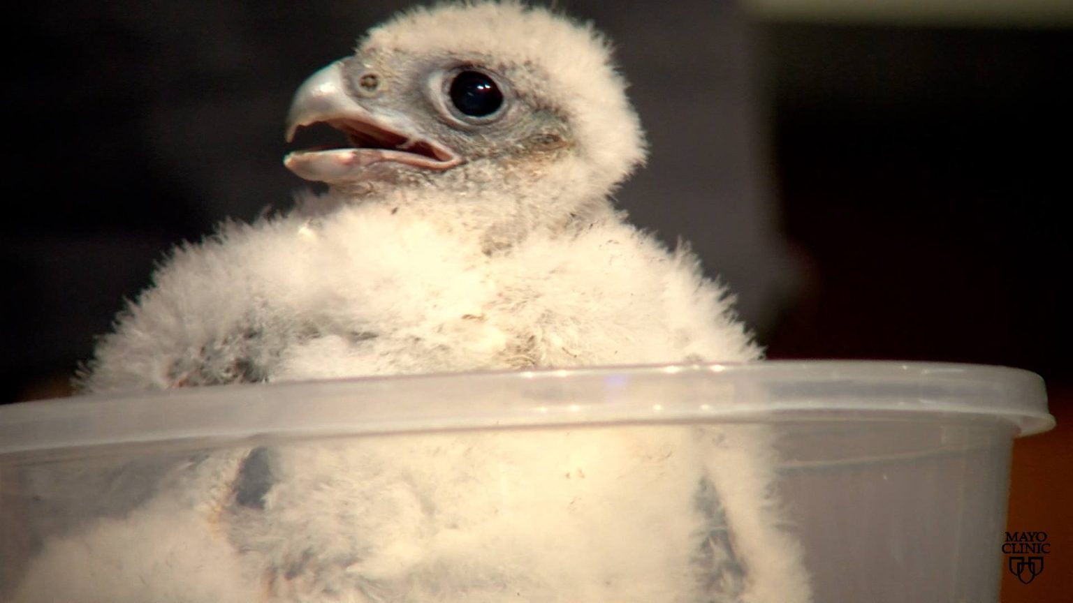 Falcon frenzy: 4 chicks banded - Mayo Clinic News Network