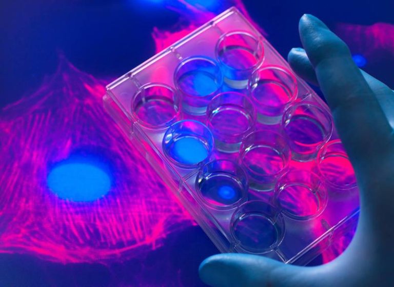 New Mayo Clinic stem cell research to take flight into space - Mayo ...